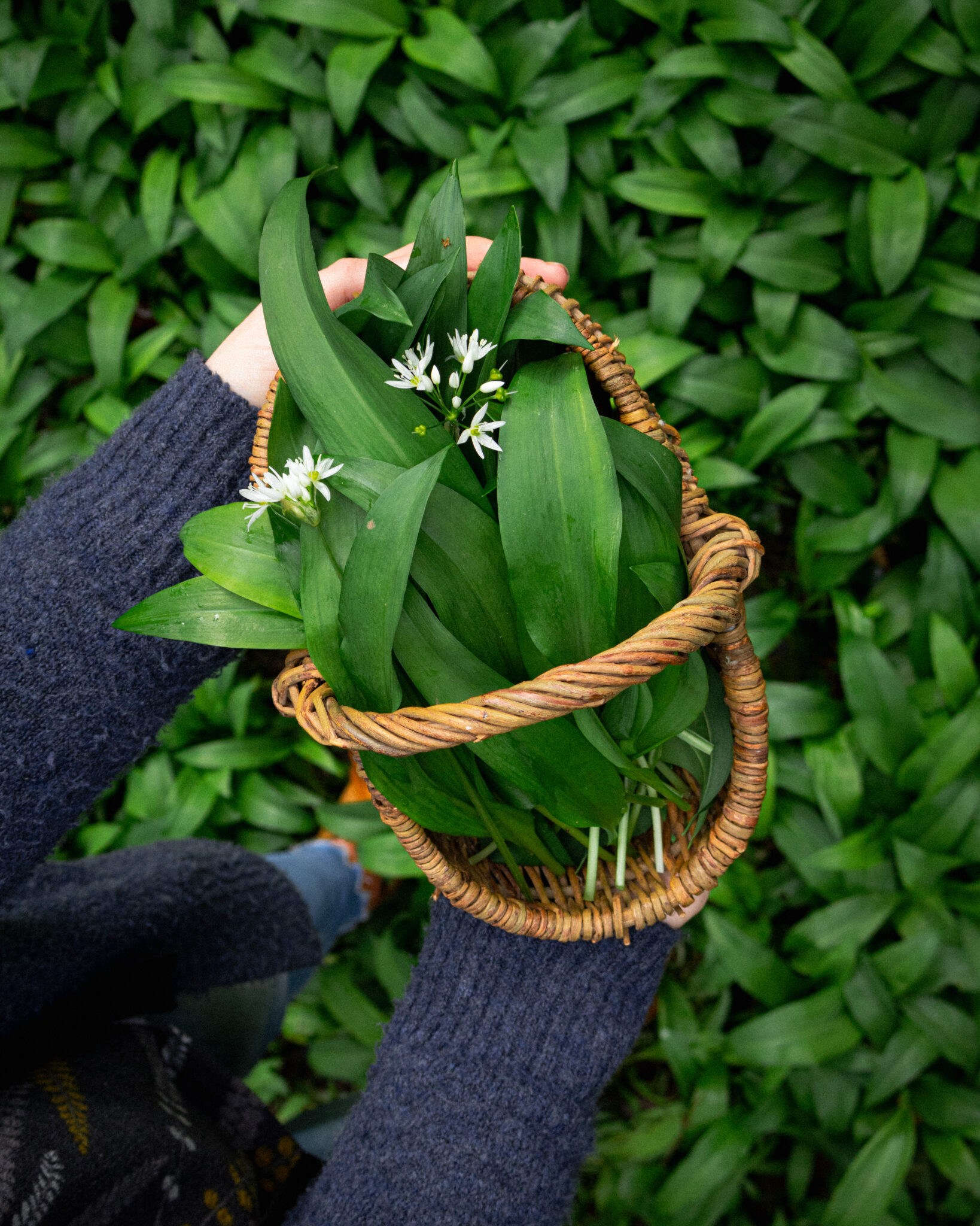 The Little Range - Multi-fuel cast iron cook stove - Salamander Stoves